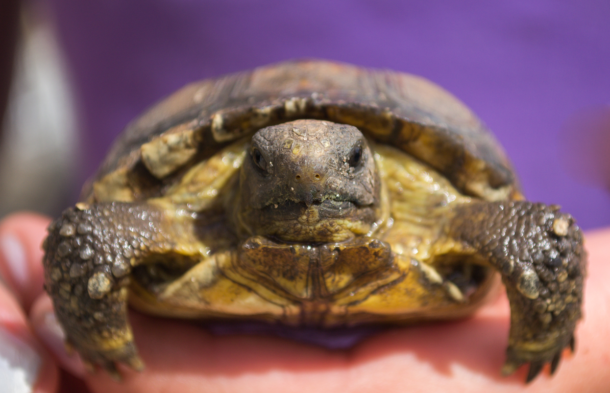 Baby Gopher Tortoise! – what Was, what Is, and what Will Be